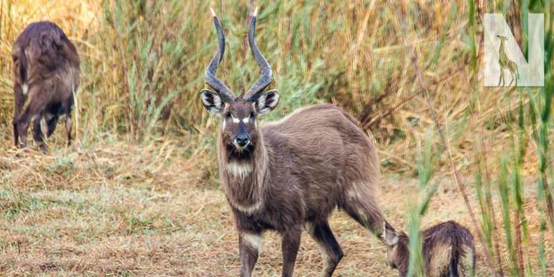 Kasanka Wilderness Trails - Nature Travel Africa