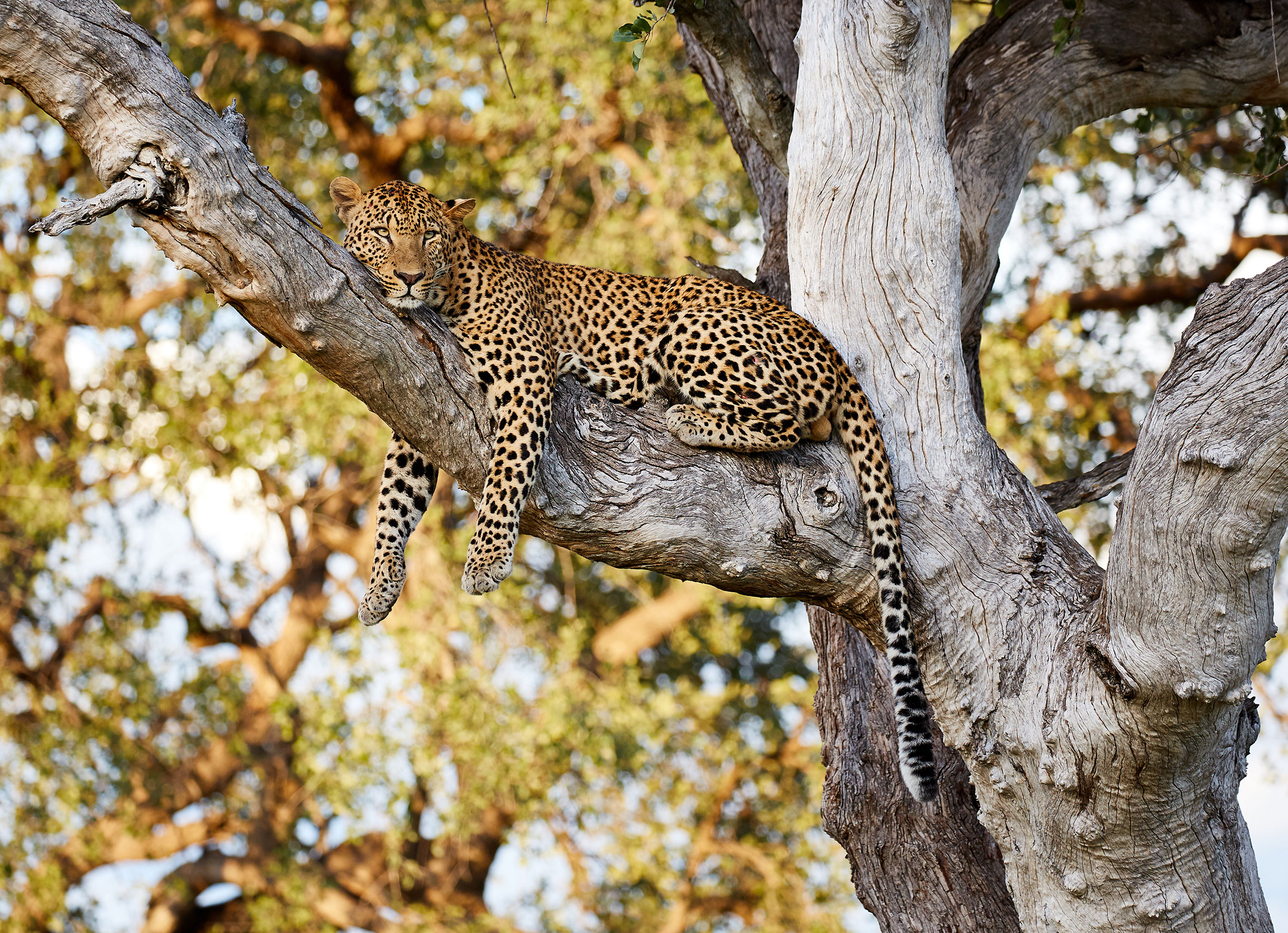 The magic of Zambia! - Nature Travel Africa