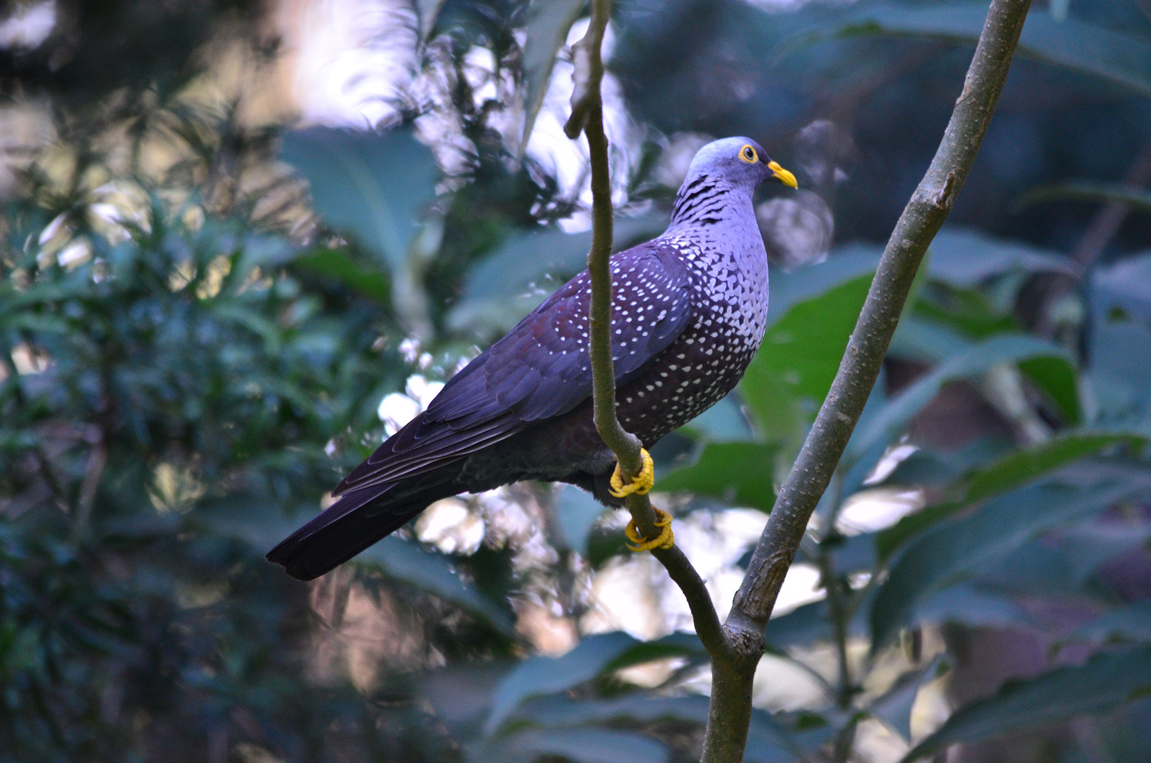 Kenya Birding Special - Nature Travel Africa -Unforgettable Birding in ...