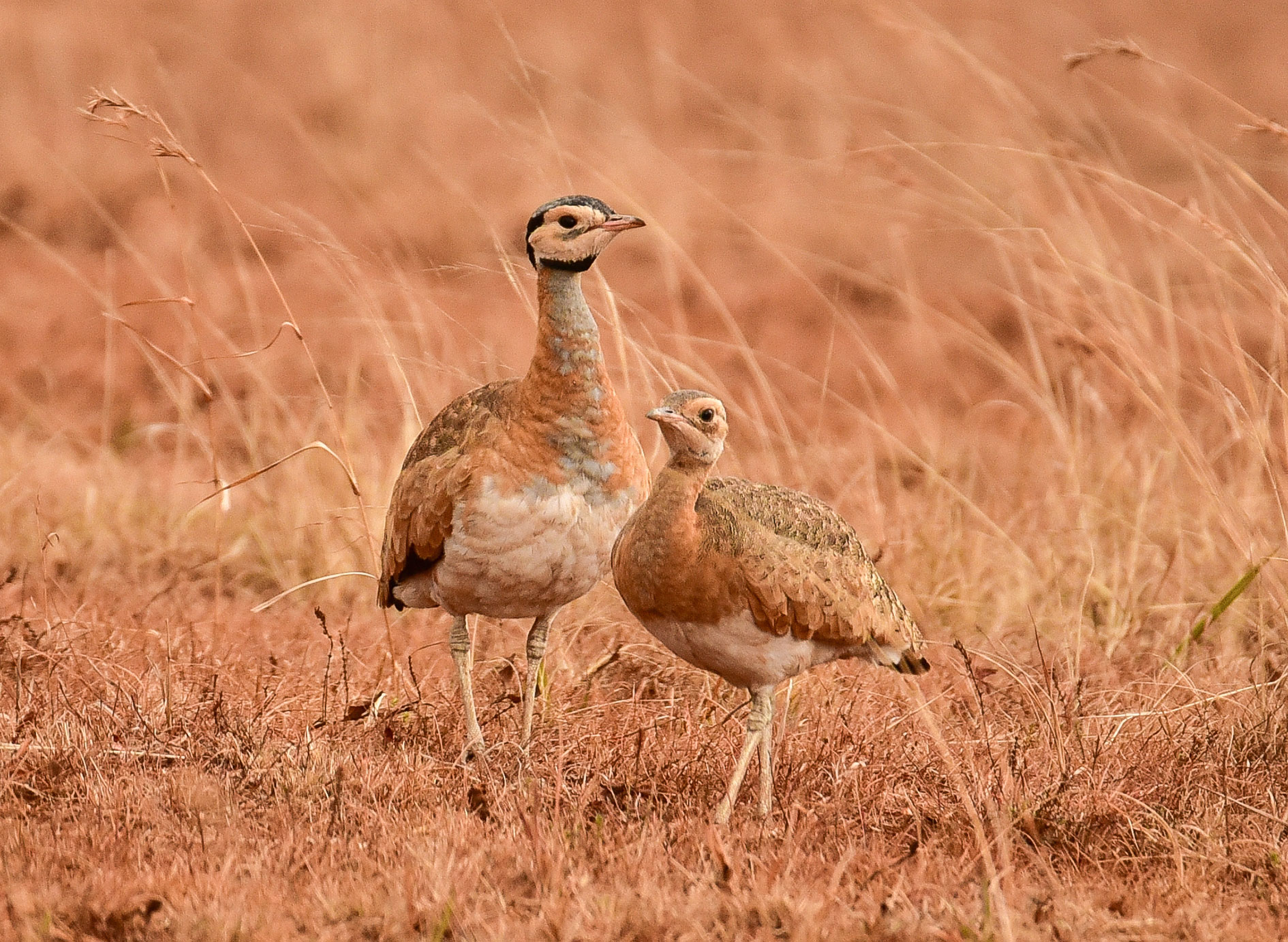 East South Africa Birding Tour - Nature Travel Africa: Private Guided Tours