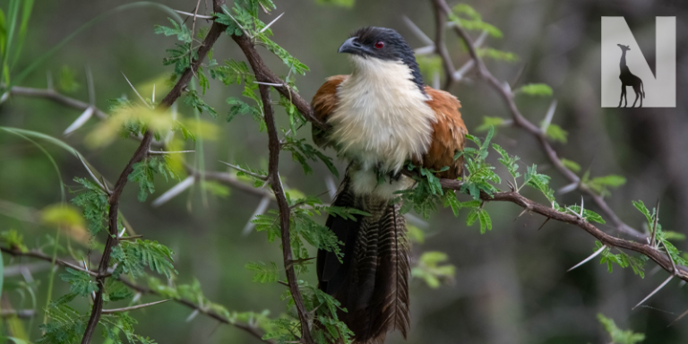 Go Birding in Zimbabwe - Private guided tour with Nature Travel Africa