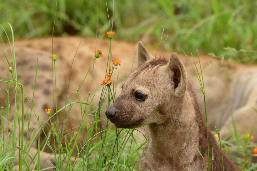 Photo of the week - Curious Cub - Nature Travel Africa
